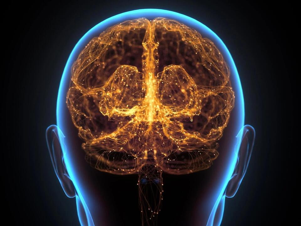 Big Brains Evolved Gradually: New Study Shakes Up Human Evolution Theory