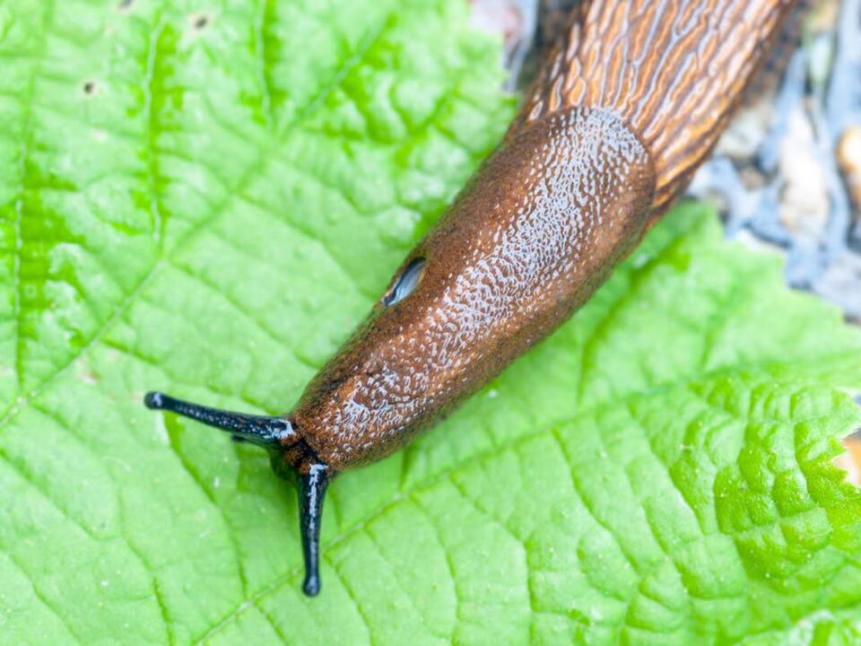 Slugs and snails ruining your garden in the wet weather? Here’s the ...