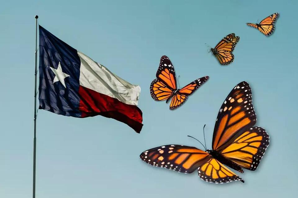 Why are the Monarch Butterflies Disappearing in Texas? - NewsBreak