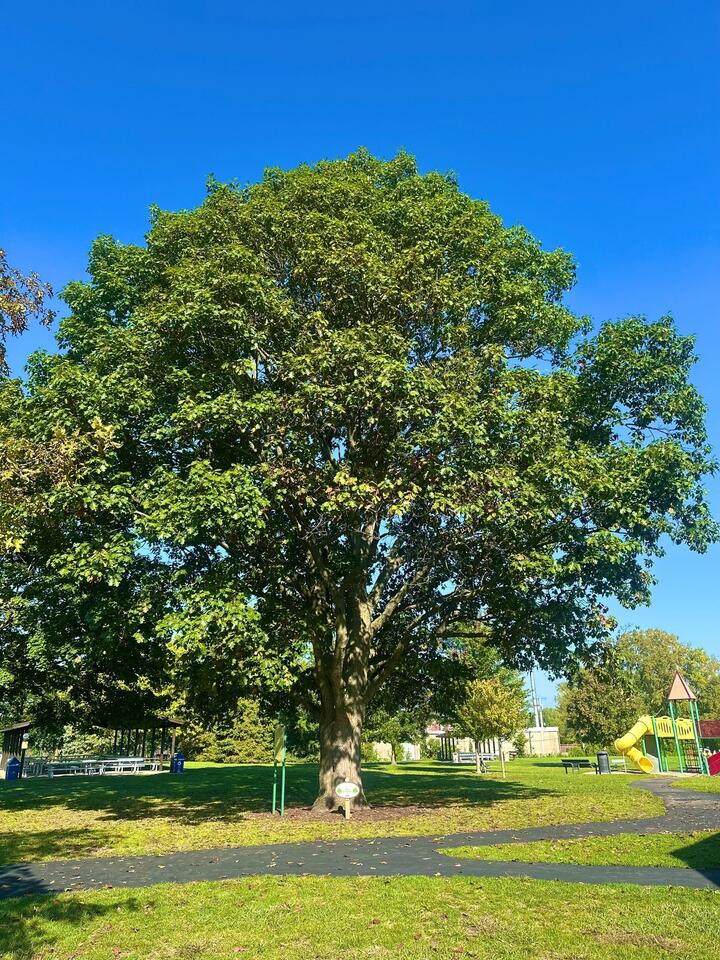 2025 Heritage Tree Program Award Winners Announced - NewsBreak