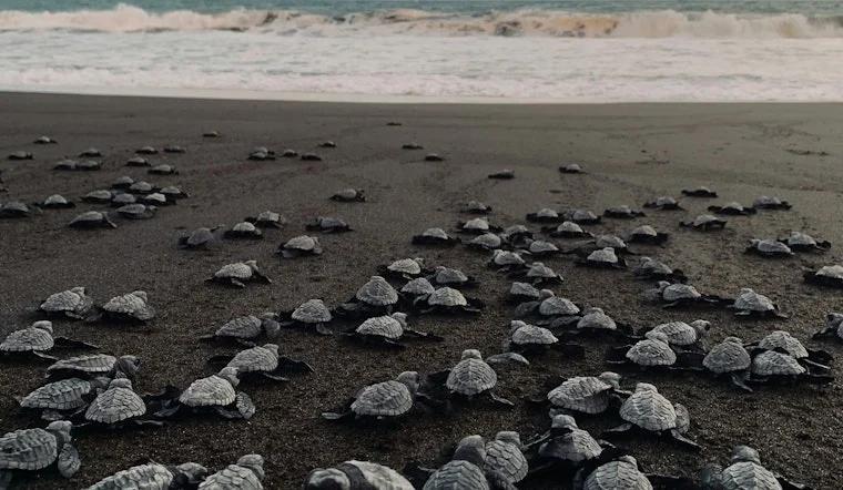 Tiny Tampa Chicks In Tire Tracks As Beach ATVs Roar Through - NewsBreak