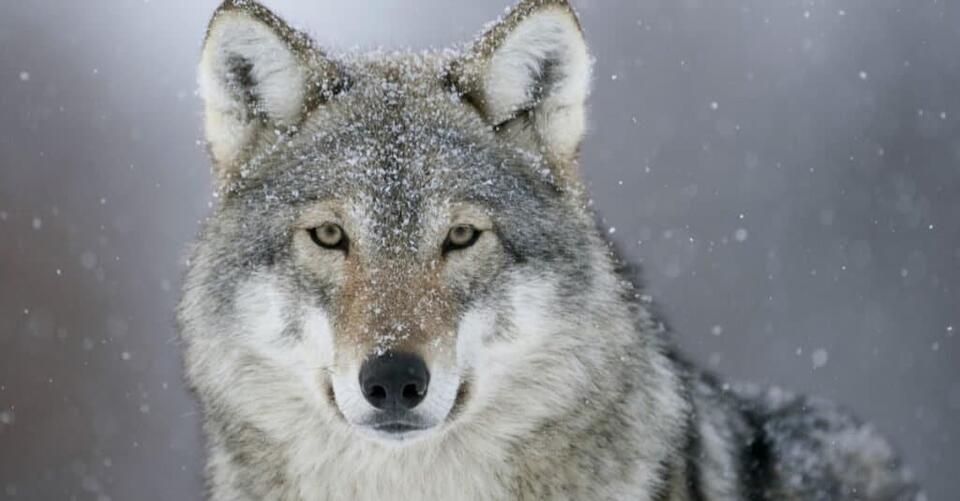 Discover the Wolf Pack Ranks: Pecking Order from Alpha to Omega - NewsBreak