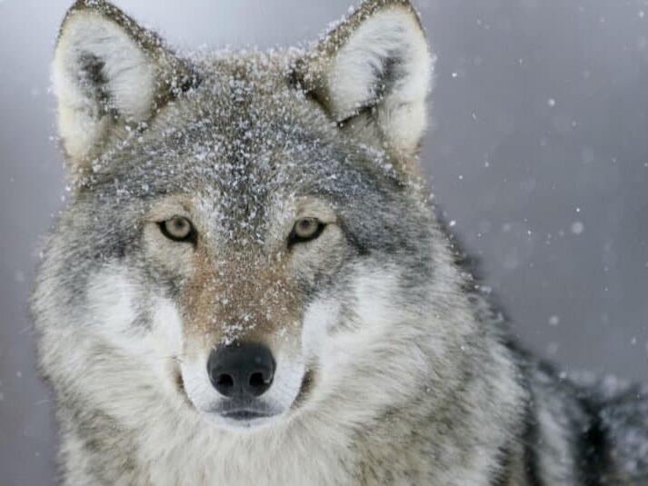 Discover the Wolf Pack Ranks: Pecking Order from Alpha to Omega