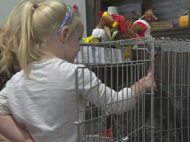 The 'Turkey Lady' teaches kids about the beloved bird ahead of ...
