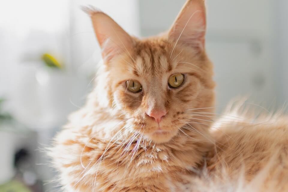 New Maine Coon Mom 'Channels Her Inner Kitten' and It's Just Too Sweet ...