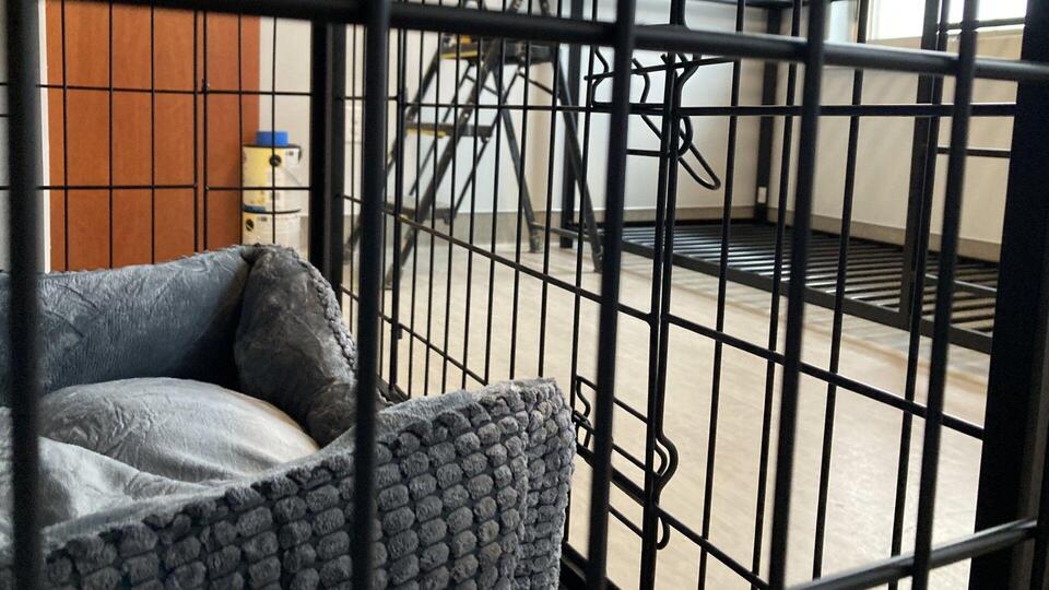 Domestic violence shelter offering pet-friendly accommodations for ...