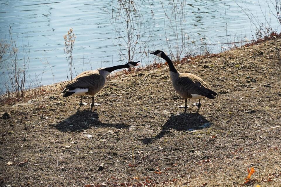 Here’s what’s quack-a-lackin’ with Rowan’s newest club: Ducks Unlimited ...