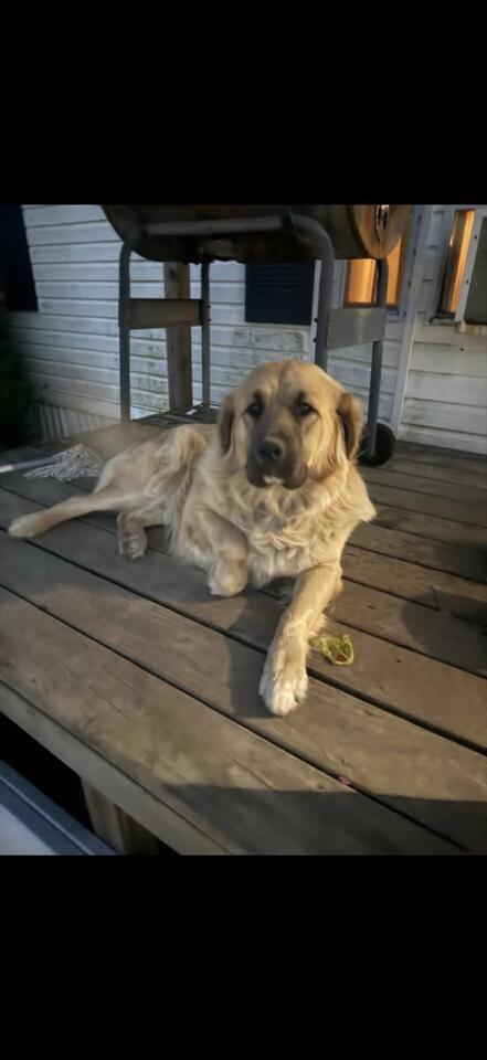 Missing dog in Horton area near Hwy 75 - NewsBreak