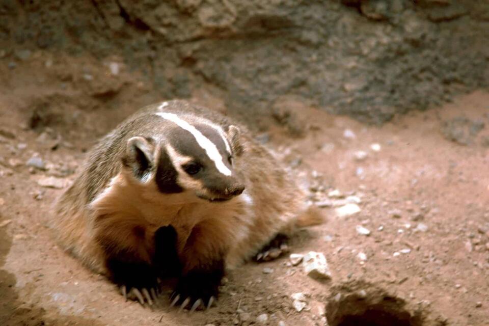 Meet the Animals Living in Red Rock Canyon State Park in California ...