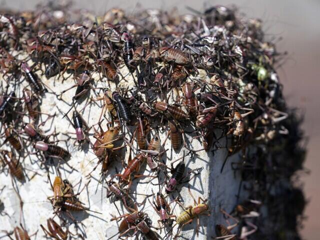 Blood-red crickets invade Nevada town, residents fight back - NewsBreak