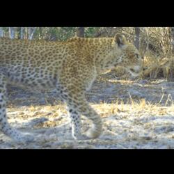 Rare "Strawberry" Leopard Spotted In Tanzanian Game Reserve For First ...