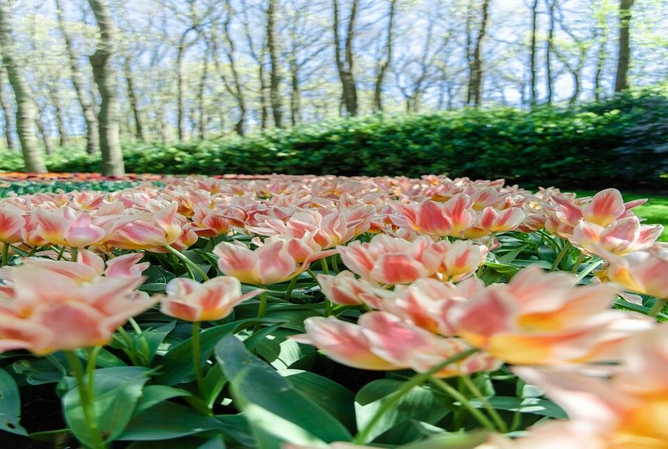 European Gardens Blooming In Spring - NewsBreak