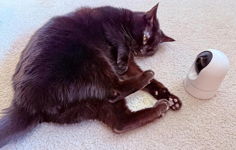 How I set up the ultimate home cat monitoring system with Eufy cameras ...