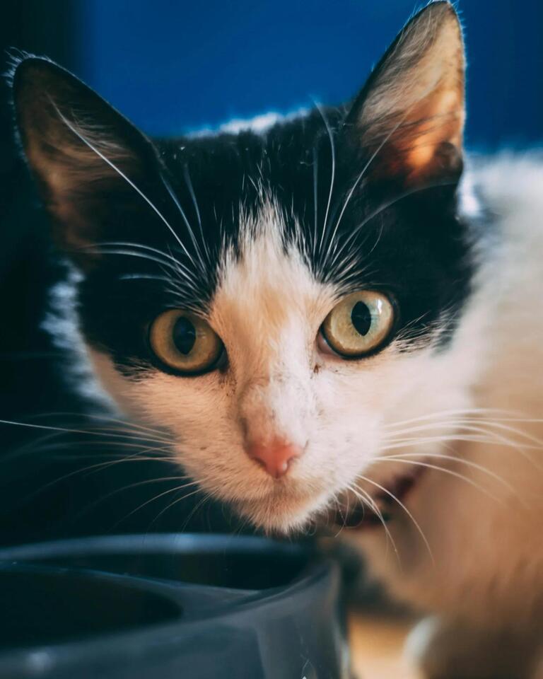 Gallbladder Sludge in Cats: Much Ado About Nothing? New Study ...
