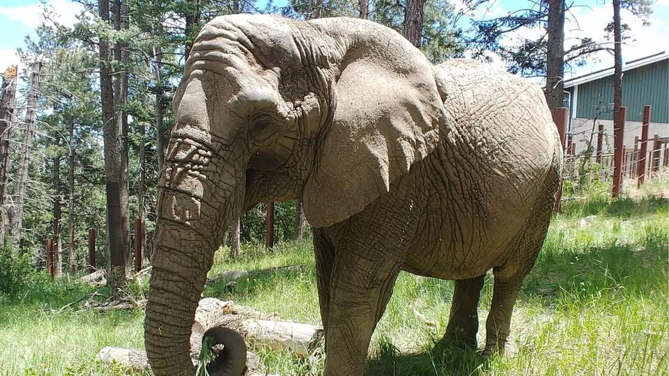 37-year-old African elephant, Malaika, passes away at Cheyenne Mountain ...