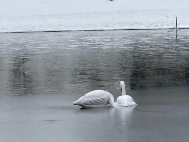 Reported Dead Swan Revealed To Be Decoy In CT: 'They Looked Pretty Real ...