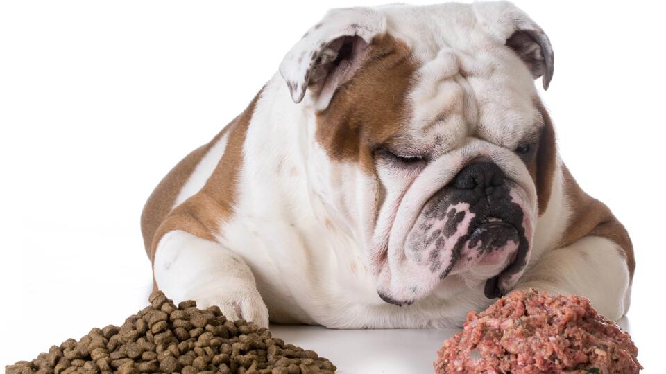 Raw or Cooked Meat for your Dog, Which is Better? - NewsBreak