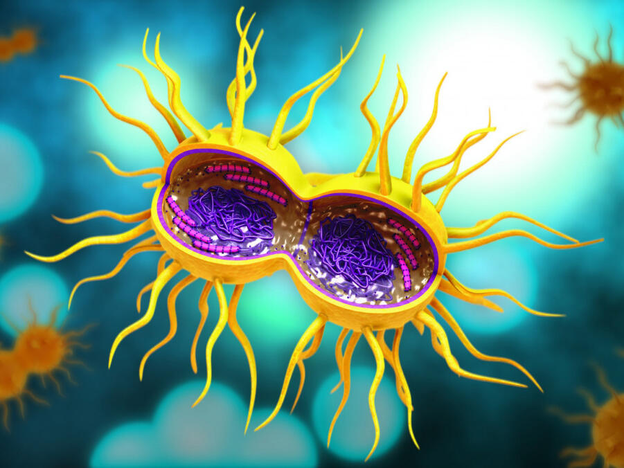 Novel Antibiotic Is Safe and Effective for Gonorrhea Treatment