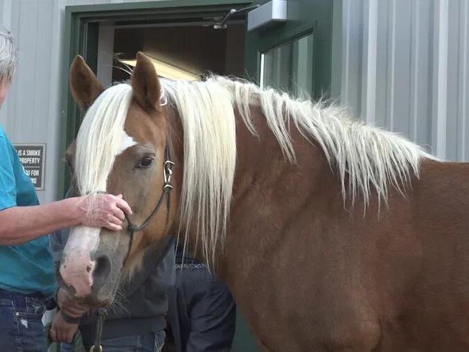 ‘We’re just so thankful’: After 25 years, Healing Reins holds ribbon ...