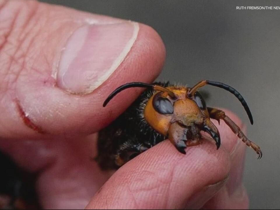 Invasive 'murder hornets' now wiped out in Washington, US