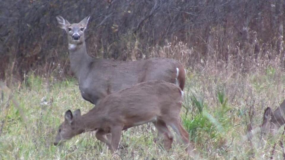 Eligible Hunters: Sign Up For Fall Gun Deer Hunt For Hunters With ...