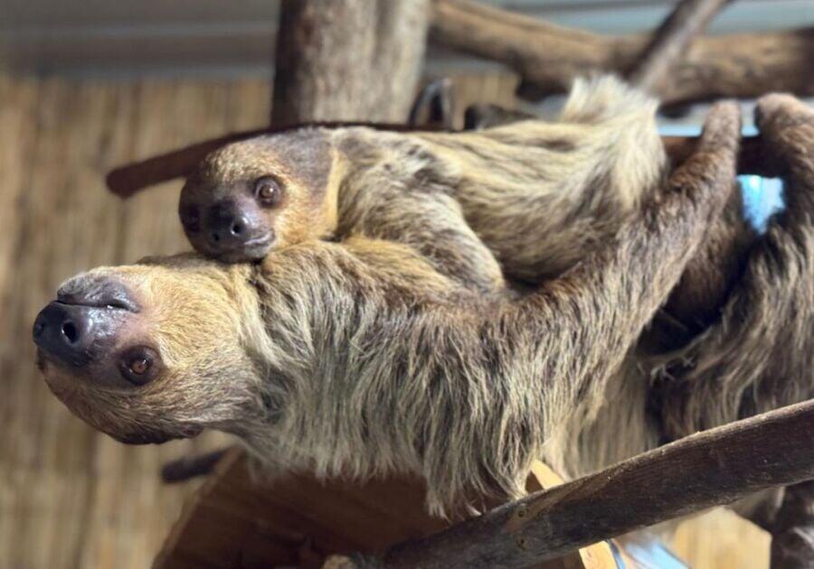 Coming Soon: Animal Adventure’s NEW Indoor Zoo Experience! - NewsBreak