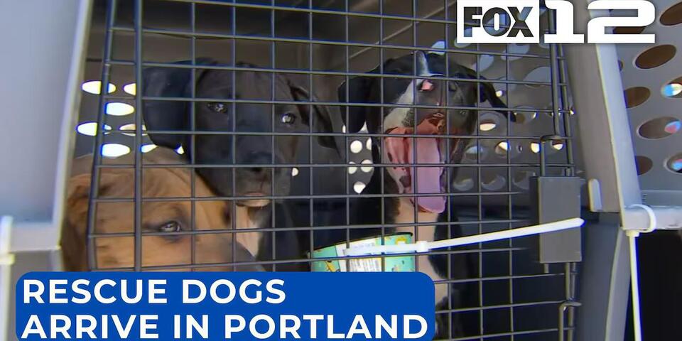 9 dogs rescued from dog-fighting operation arrive in Portland to be ...