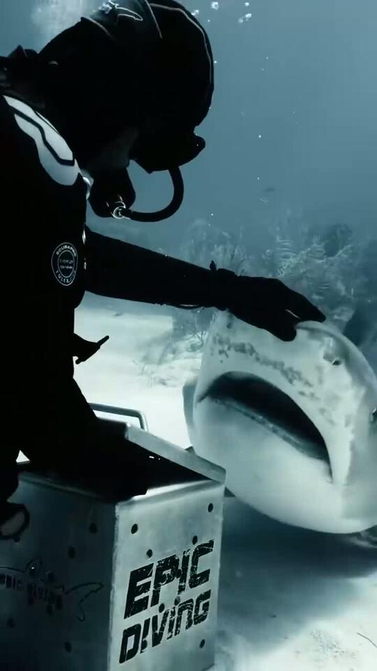 Shark handling level extreme IG tannerunderwater EXTREME UNREEL sharks ...