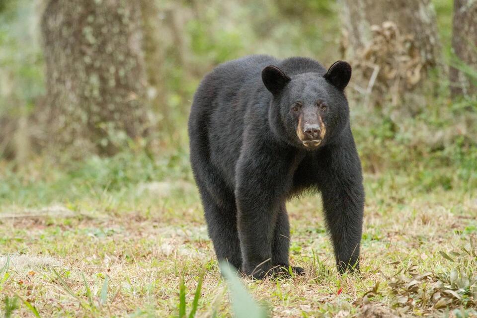 More than 163,000 apply for 172 bear hunting permits - NewsBreak