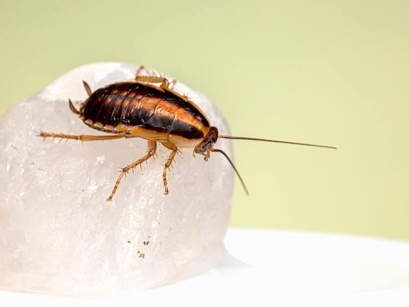 When Is Cockroach Season in New Jersey?