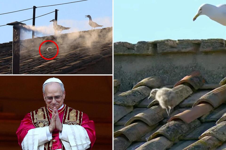 Baby seagull lands on Sistine Chapel roof seconds before white smoke ...