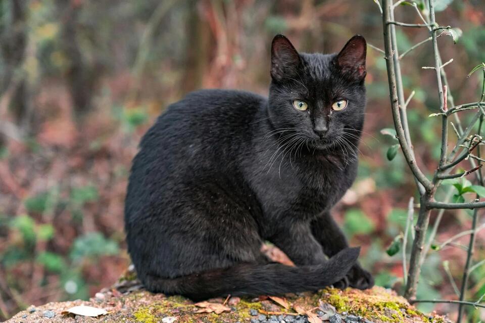 From Heartbreak to Hope: Stray Cat Provides Solace After Kitten’s ...