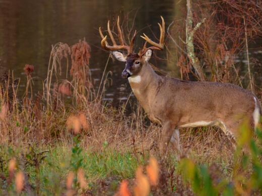 Bowhunter Takes Down 300-Pound Whitetail of a Lifetime: PHOTO