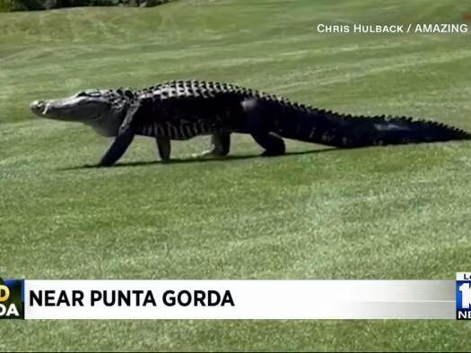 Golfer spots massive gator on Florida golf course