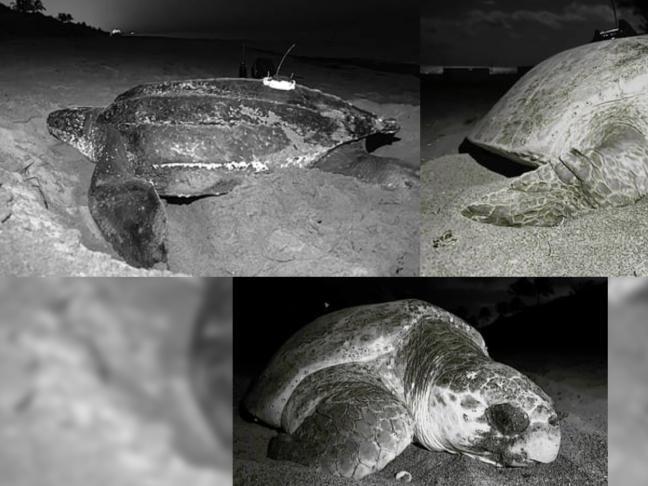 Meet Therese, Brianna, and Windy: OCEARCH Tracking Florida Loggerhead ...