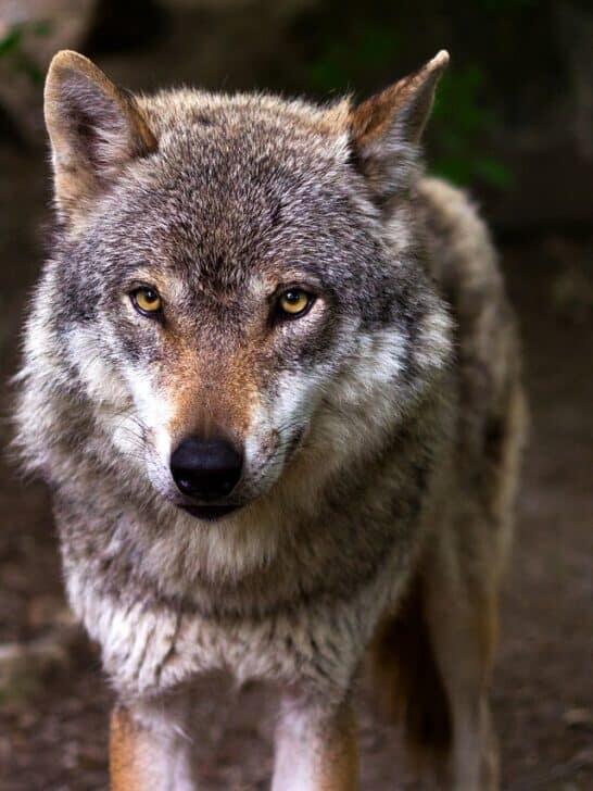 Witness the Wolverine’s Clash with a Wolf - NewsBreak