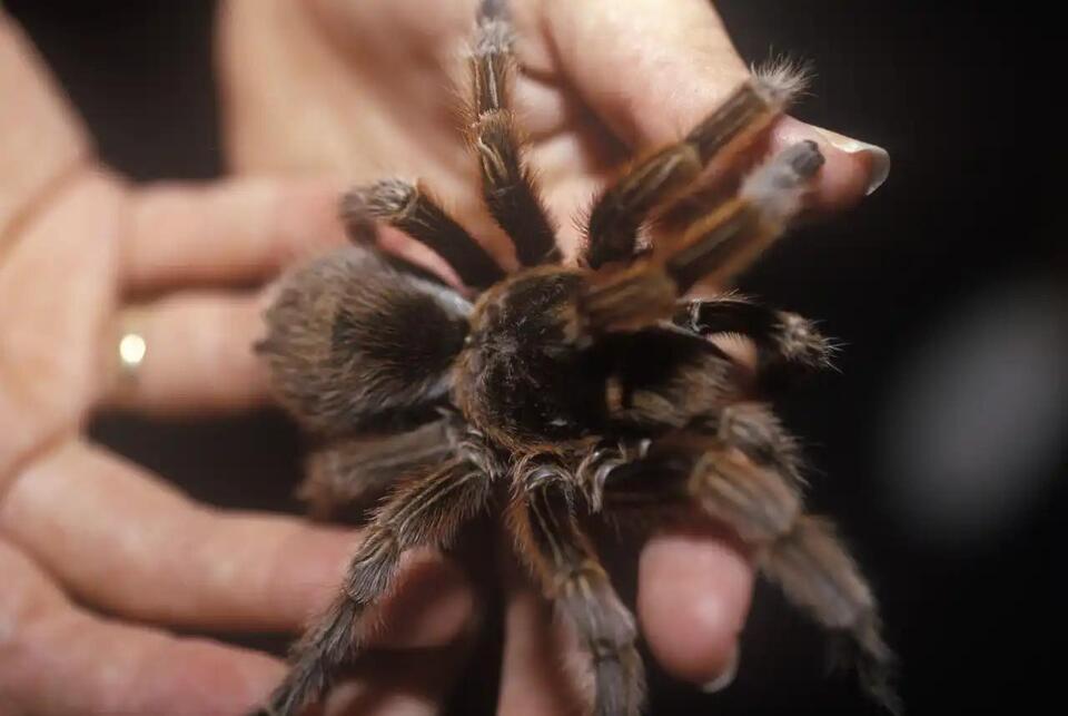 Flight horror as pilot bitten by TARANTULA & has allergic reaction mid ...
