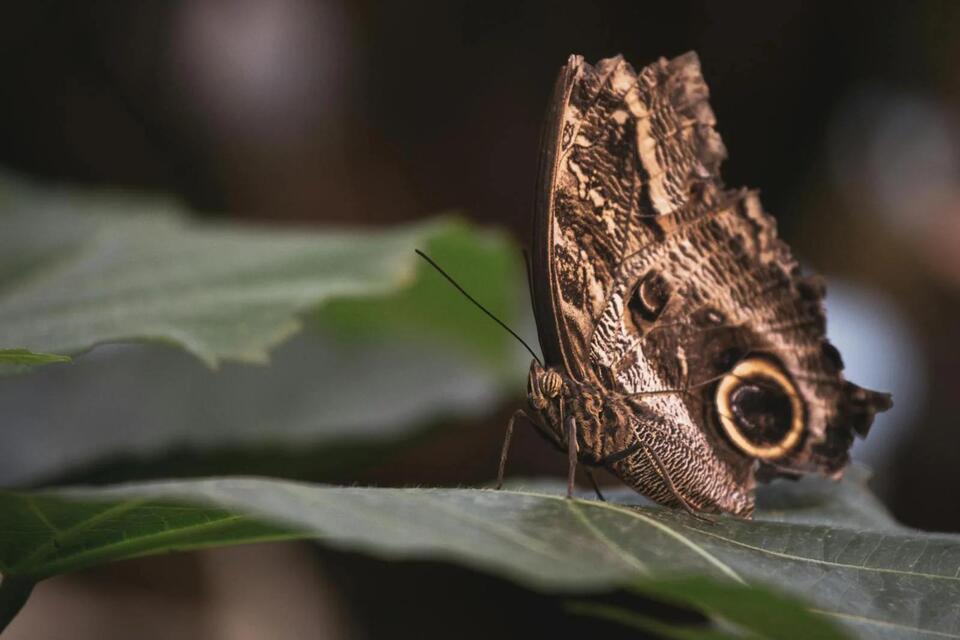 Mimicry in Nature: How Animals Imitate Other Species to Survive - NewsBreak