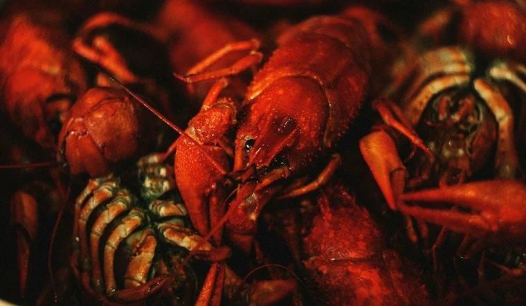 Backyard Boils Blow Up: Sauler’s Cajun Nation Cracks Open First Long ...