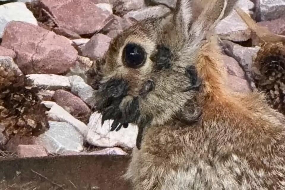 What's Up With Those Zombie Rabbits? - NewsBreak