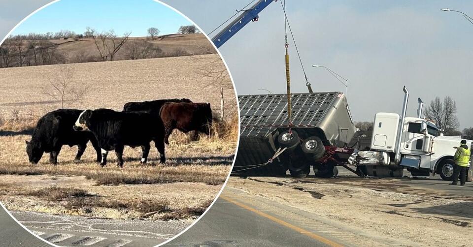 Dozens of cattle rescued after trailer carrying them overturns in ...