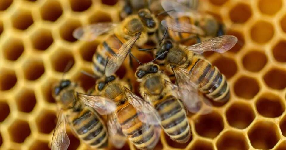 Take a bee’s-eye tour of Little Rock gardens - NewsBreak