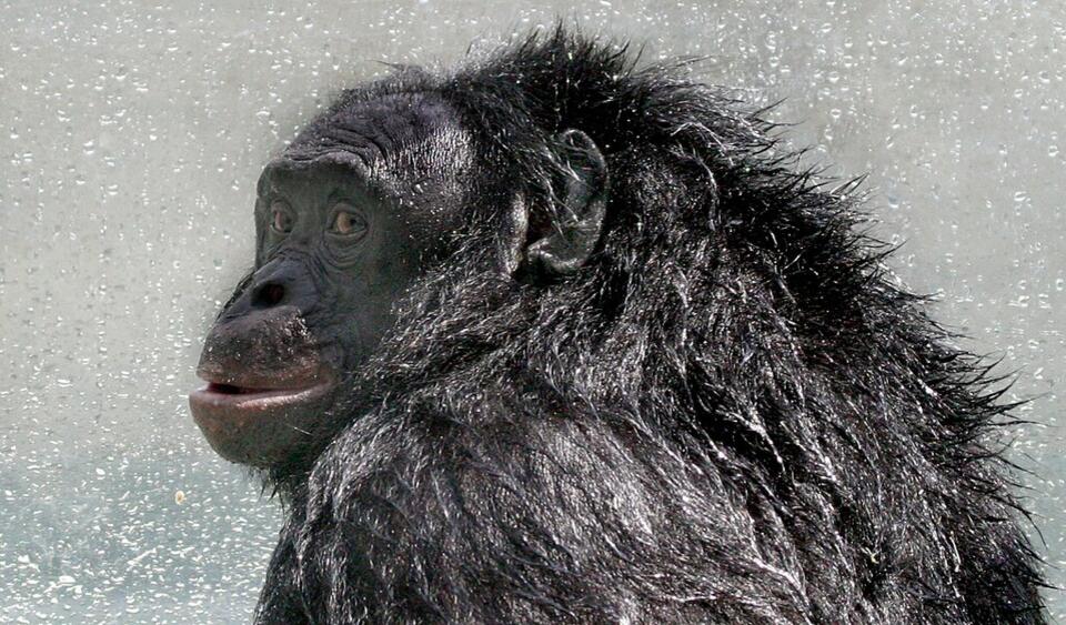 Kanzi the Bonobo: The Ape Who Revolutionized Our Understanding of ...
