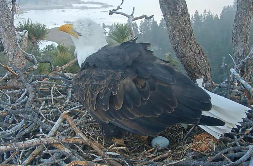 Big Bear bald eagles - NewsBreak