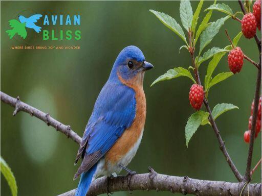 Eastern Bluebirds Diet: Unlock Their Favorite Foods & Feeding Secrets ...