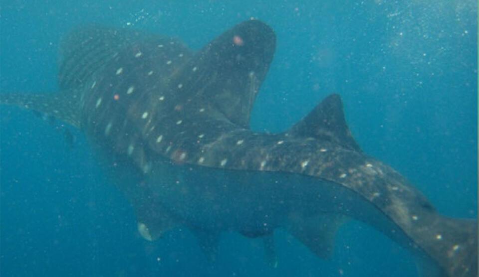 Whale Shark With Severe Spinal Deformity Appears to Be Living Life Just ...