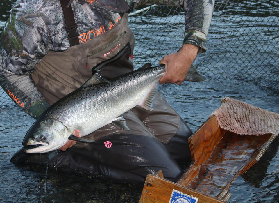 Fishery Council closes California and parts of Oregon salmon fishing in ...