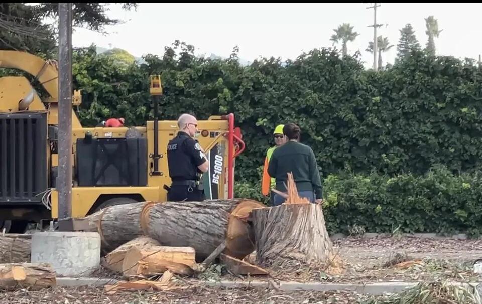City Halts Tree Cutting at Ventura Monarch Butterfly Habitat - NewsBreak