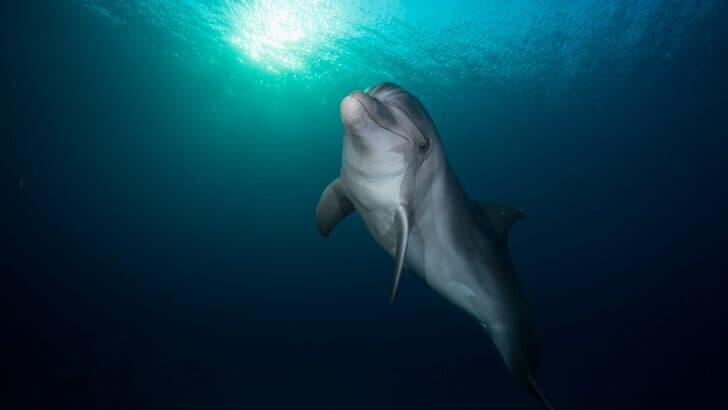 Best Places to Swim with Dolphins - NewsBreak