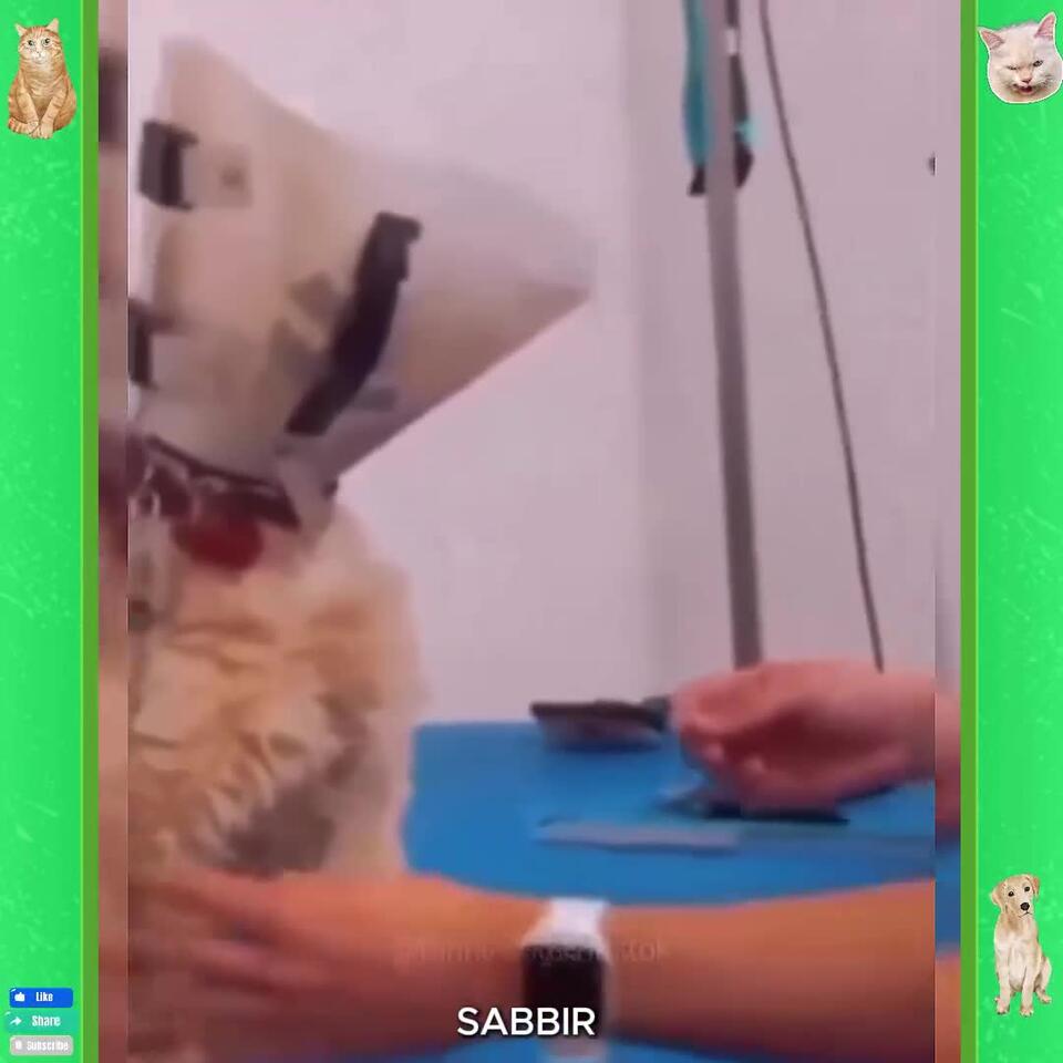 The Funniest Pet Memes Youll See Today Funny Memes Dogs Cats Pets